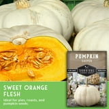 2 Packs Small Sugar Pumpkin Seeds - Non-GMO Heirloom Full Sun Annual ...