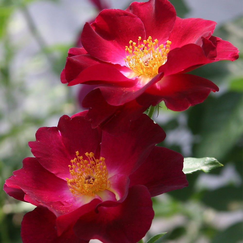 Night Owl™ Climbing Rose by Heirloom Roses - Live Climbing Roses ...