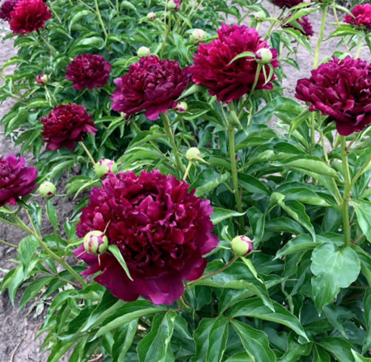 Highlight Peony - Deep Red Double Blooms - 2/3 Eye Bareroot - Walmart.com