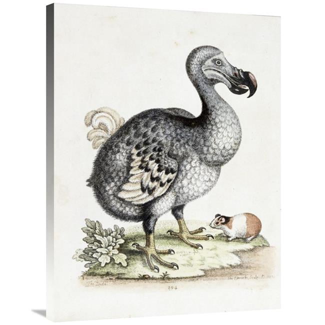 36 in. The Dodo Art Print - Frederick P. Nodder - Walmart.com