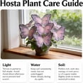 Brilliant Butterfly Hostas-Ornamental Gift-Beautiful Garden Home ...