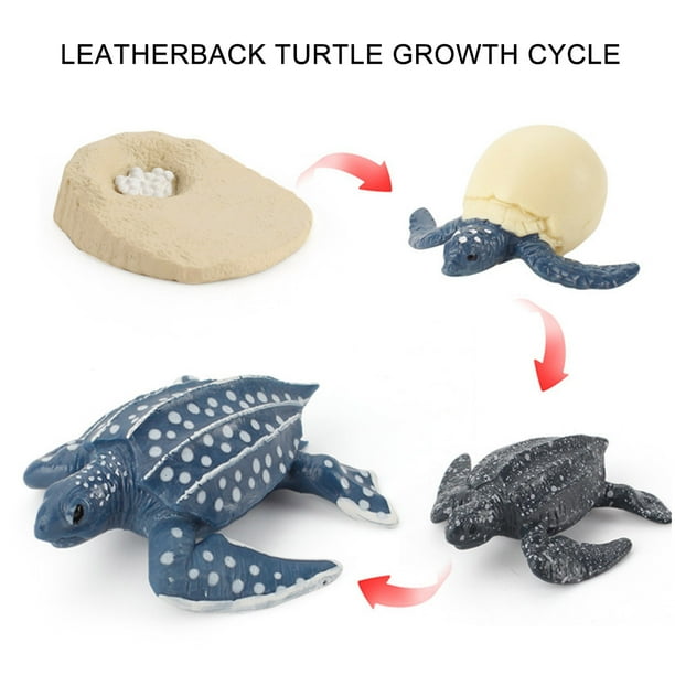 Snorda 4 Piece Insect Figure Life Cycle Plastic Brood To Period ...