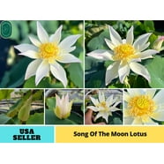 Rare Rose Seeds Meteor Shower Red Yellow Rose Bush 20 Seeds - Walmart.com