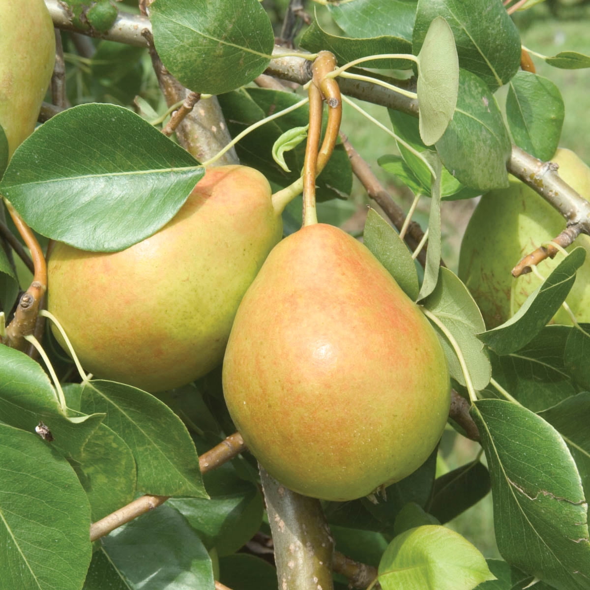 Crisp 'N Sweet Pear Dormant Bare Root Standard Starter Fruit Tree (1 ...