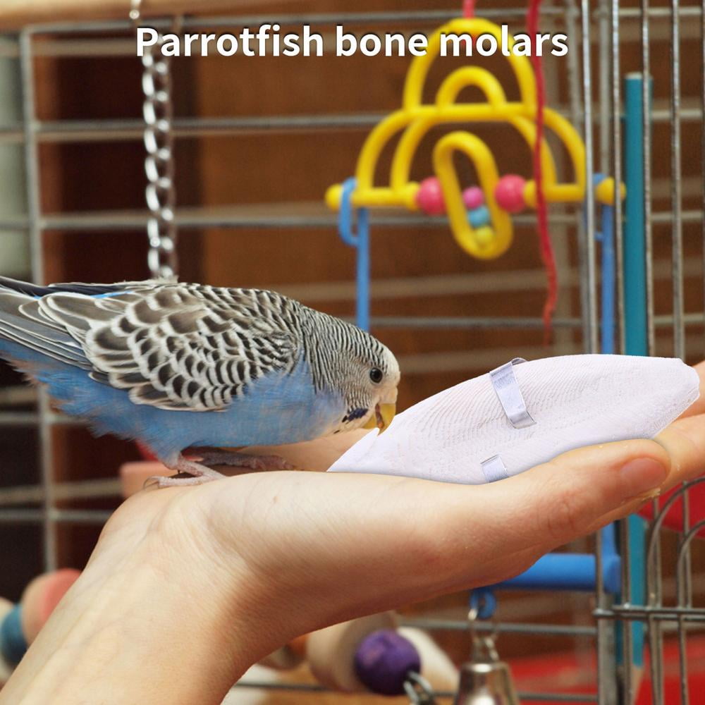 Buy Leking Bird Cuttle Bone Bird Cuttlebone for Parakeets Natural ...