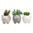 Set of 3 Realistic Artificial Botanica Succulents in Little Pigs Pot 5 ...