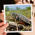 3drose, New Jersey, Bedminster, Eastern Painted Turtle - Us31 Jgl0036 ...