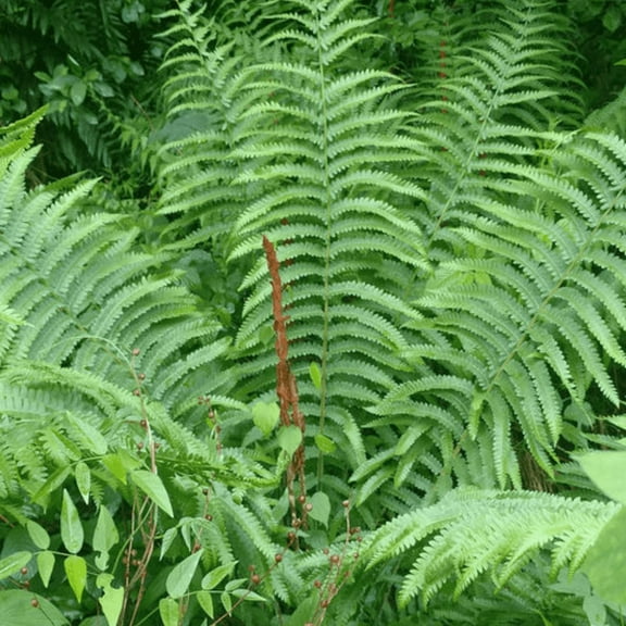 2.5 in Live Perennial Cinnamon Fern - 3 Piece - Walmart.com