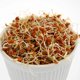 Organic Red Lentil Sprouting Seeds -2.5 Lbs - Handy Pantry Brand - Red ...