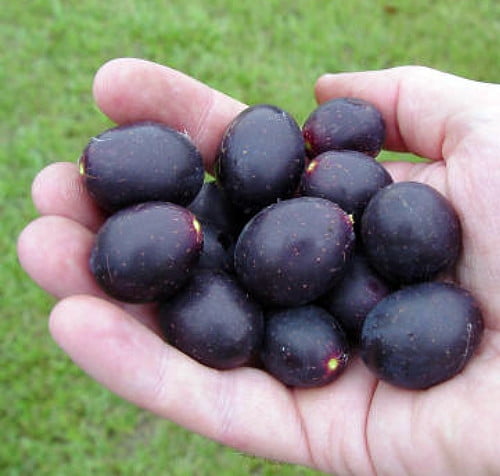 Hirt's Southern Home Muscadine Grape Plant - Self Fertile Variety ...