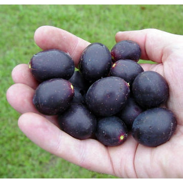 Hirt's Southern Home Muscadine Grape Plant - Self Fertile Variety ...