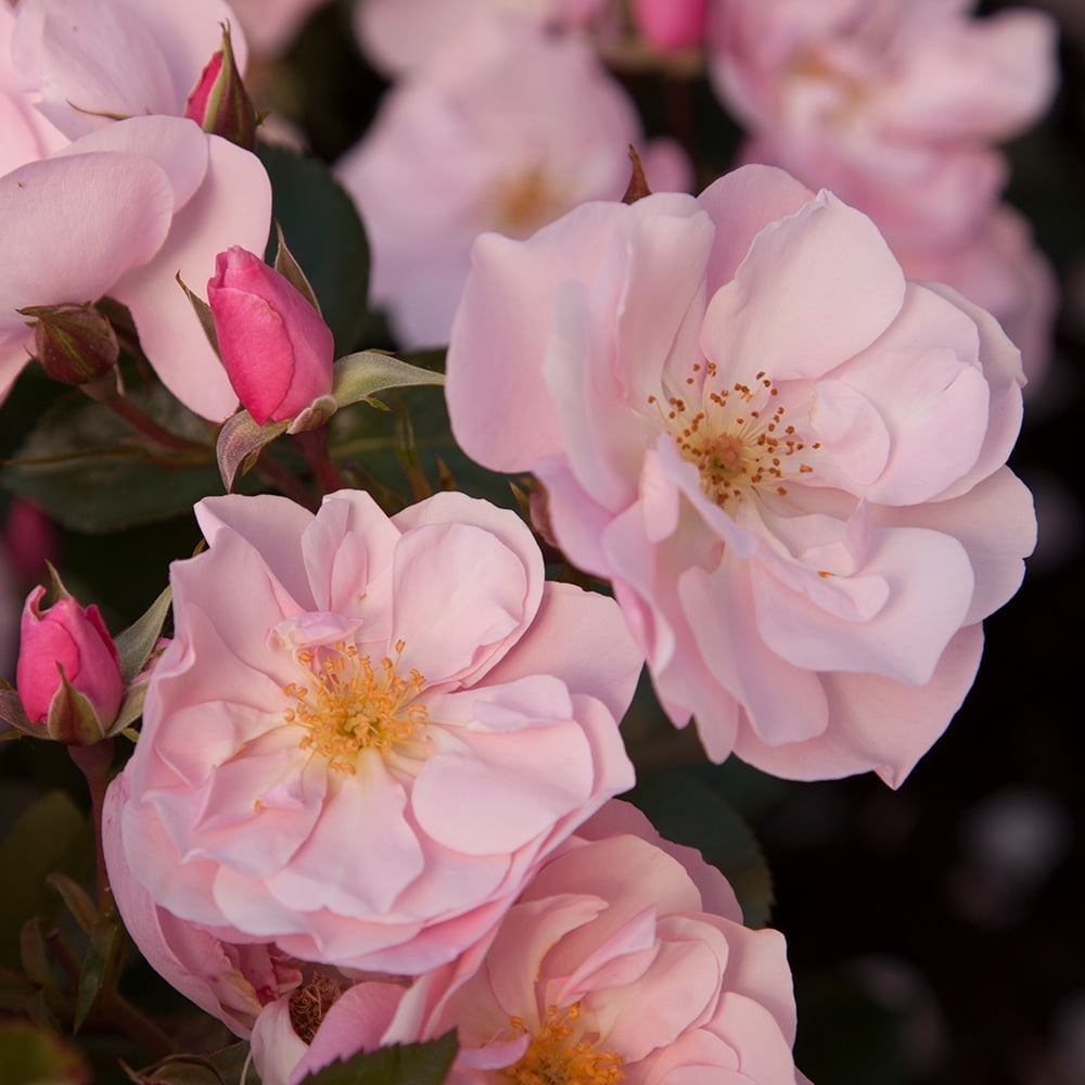 Heirloom Roses - Kateryna™ Shrub Rose Bush - Pink Rose Plants - Walmart.com