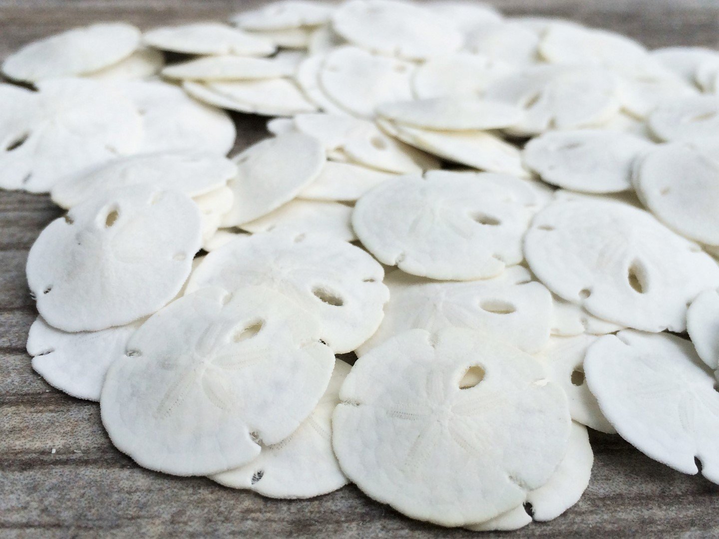 Sand Dollar | Real Natural Sand Dollars .5" - .75" (Set of 100) | Small ...