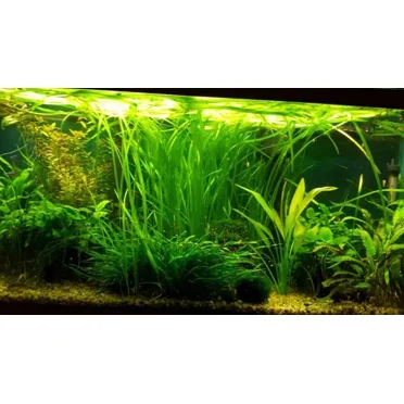 Java Moss - Easy Live Fresh Water Aquatic Plant for Fish Tank, Floating ...