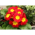 15 SCARLET ENGLISH PRIMROSE Red Primula Vulgaris Part Shade Houseplant ...