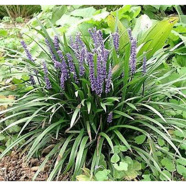 LILYTURF Liriope Muscari Aka Big Blue Lily Turf Monkey