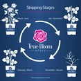 True Bloom by Altman Plants 'True Bliss' PP28929 Pink Rose Bush, 8qt ...