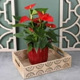 Just Add Ice 14-18" Tall Red Anthurium in 5" Red Ceramic Pot, Live ...