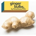 Greenhouse PCA's 10 Live Pre-Sprouted Organic Peruvian Ginger Rhizomes ...