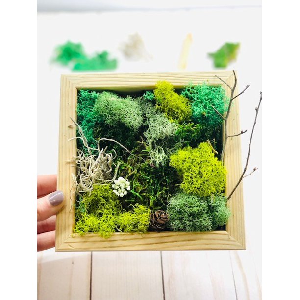 Mini Moss Wall Art DIY kit, moss wall art, moss frame, moss kit, crafts ...