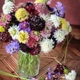 200+ Perennial Dwarf Double Scabiosa Pincushion Flower Seed for ...