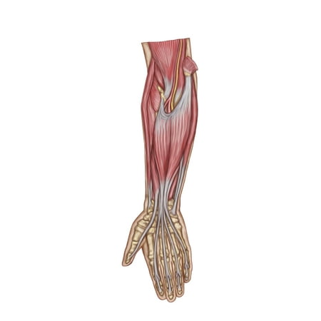 Anatomy of forearm muscles, anterior view, middle Poster Print (10 x 19 ...