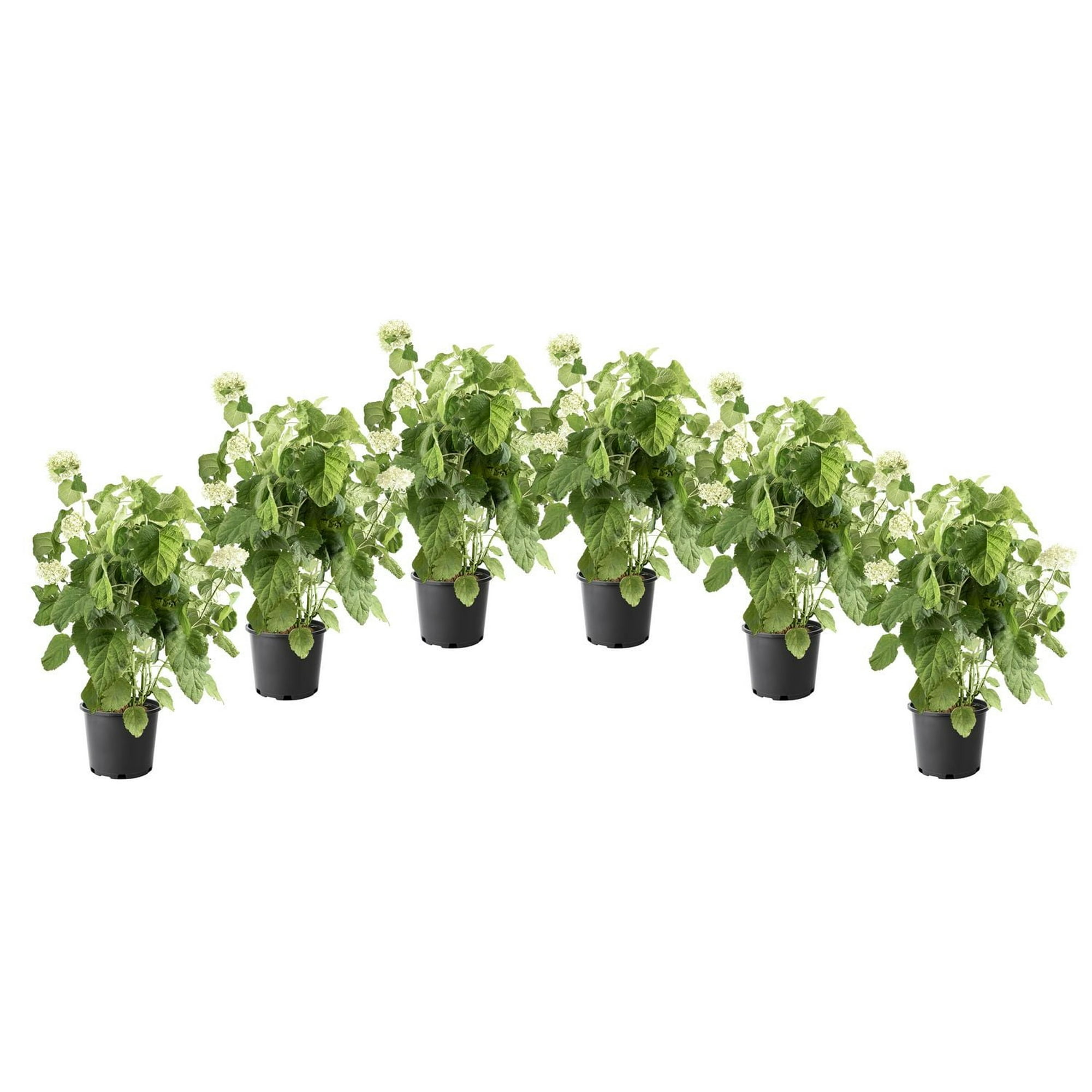 Click here for Landscp Essentials 1 Gallon (3.8l) Annabelle Hydra... prices