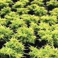 Gold Star Juniper 2 Live Gallon Size Plants Juniperus Chinensis Perfect ...