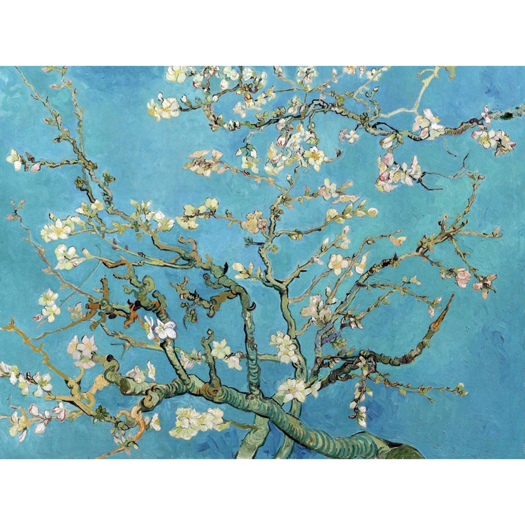 Almond Branches In Bloom