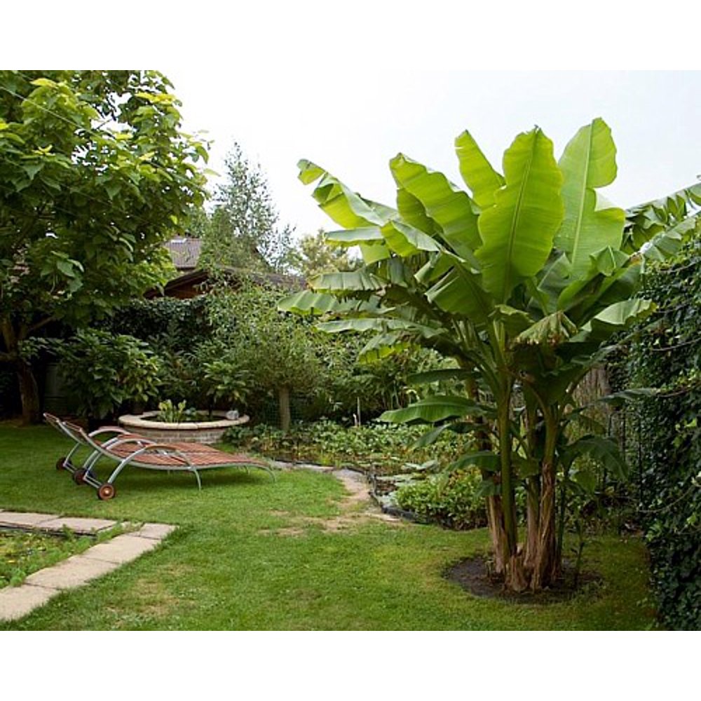 Winter Hardy Basjoo Banana Plant Musa 6 Pot Walmart Walmart winter-hardy-basjoo-banana-plant-musa-6-pot-walmart-walmart