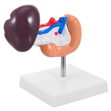 Axis Scientific 5X Enlarged Human Eye Model, Eyeball Anatomy, Multi ...