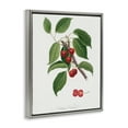 Latin Study of Cherry Plant Gray Framed Floater Canvas Wall Art, design ...