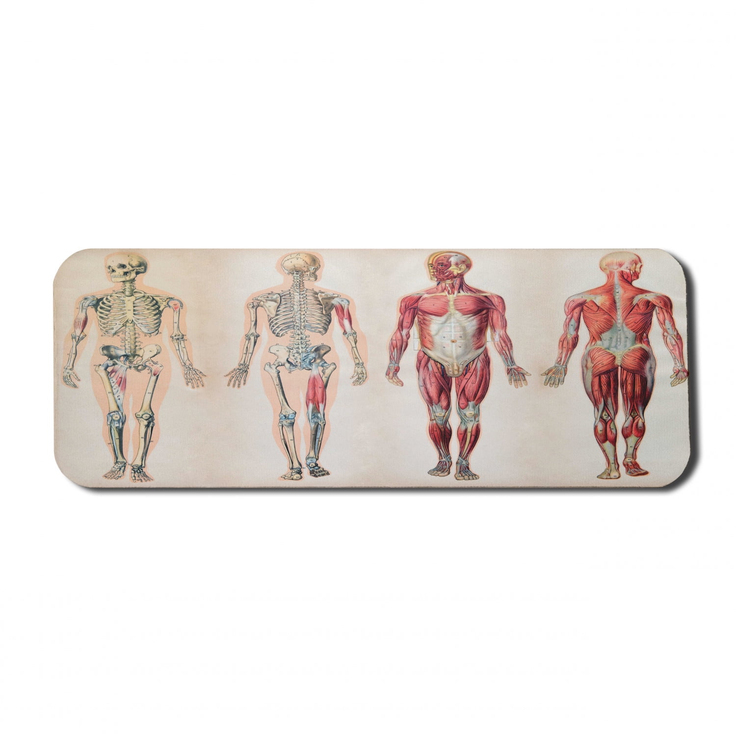 Human Anatomy Computer Mouse Pad, Vintage Chart of Body Front Back ...