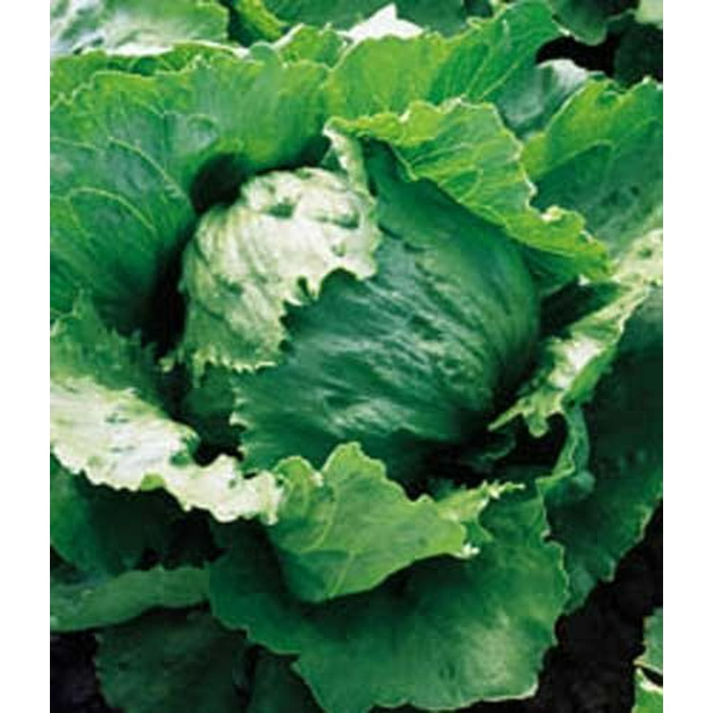 Lettuce Iceberg Great Heirloom Vegetable 1,000 Seeds - Walmart.com ...