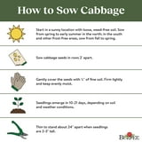 Burpee Baby Choi Cabbage Seeds - Non-GMO, Vegetable Gardening Seeds ...