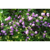 50 GLOBE AMARANTH MIX Gomphrena Globosa Mixed Colors Amaranthus Flower ...