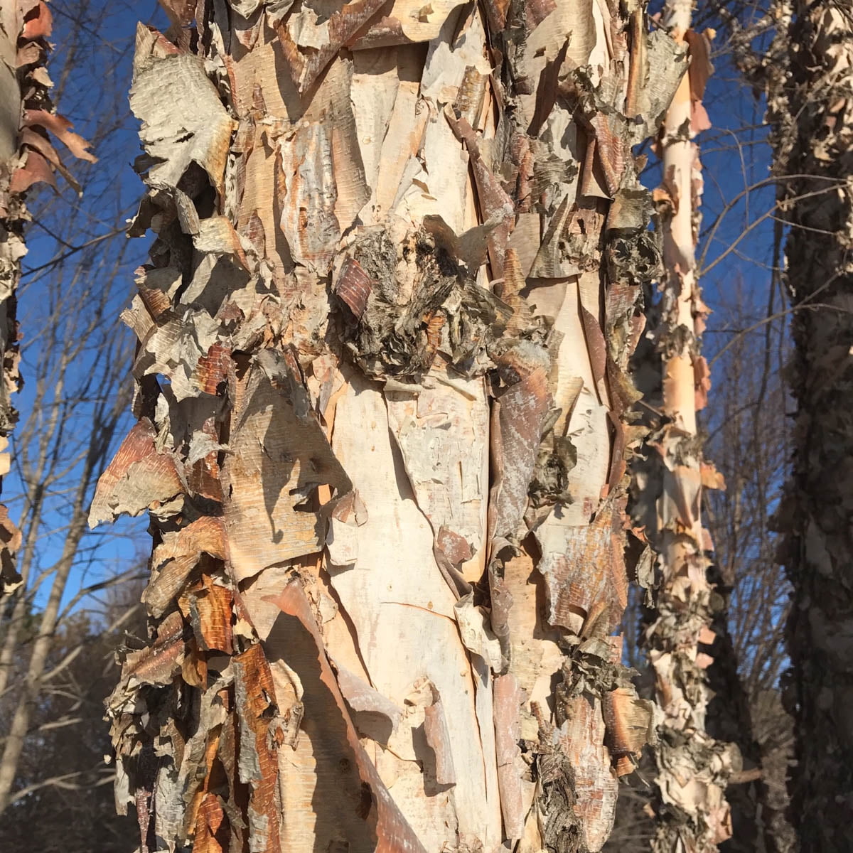 Northern Tribute River Birch Ornamental Tree grown in a 2.25 Gallon Pot ...