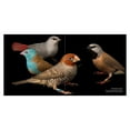 Birds of the Photo Ark - Walmart.com