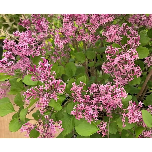 ( 1 ) - Red Pixie Lilac ( syringa ) - Starter Plant ( 7m ) ( 1 live ...
