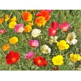 TomorrowSeeds - 7 Colors Mix California Poppy Seeds - 500+ Count - For ...