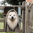 8x12 Inch Vintage Fluffy White Dog Wrapped in Grey Hooded Towel Wall ...