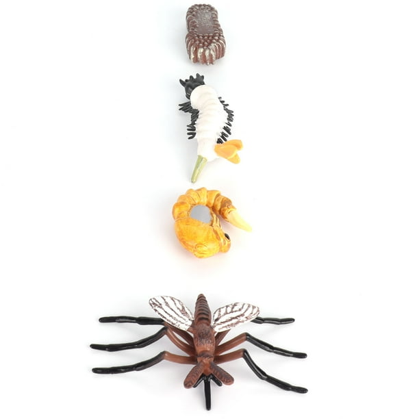 Ciclo de vida de los insectos, figuras del ciclo de vida de los ...