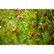 Tropical SEEDS - Ber Tree 10 Seeds - Jujube - Small Evergreen ...