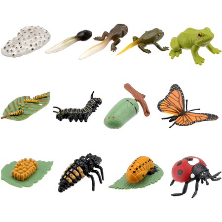 HTCM 3 Set Life Cycle of Butterfly Frog Ladybug, Realistic Insect Life ...