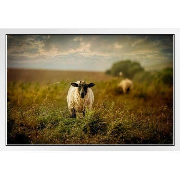 Sally Sheep by Chris Lord Photo Photograph Sheep Posters Farm Animals ...