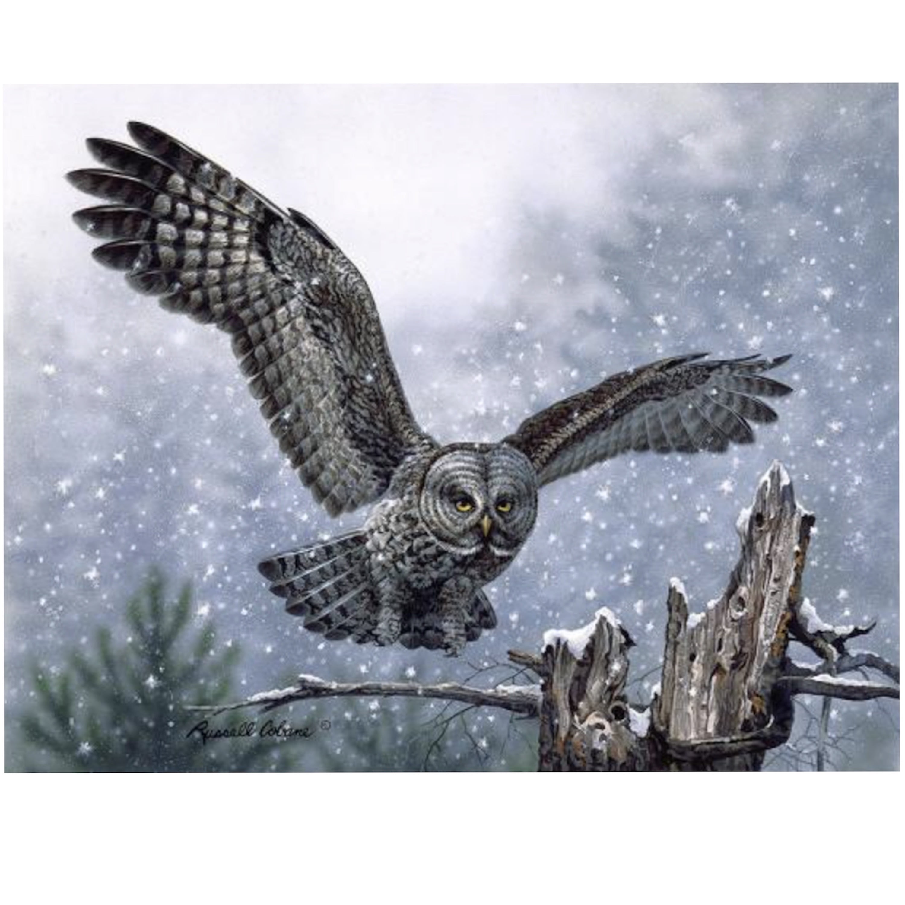 Gift Essentials Adult Puzzles 1000 Pieces Owl Snowy Landing Winter ...