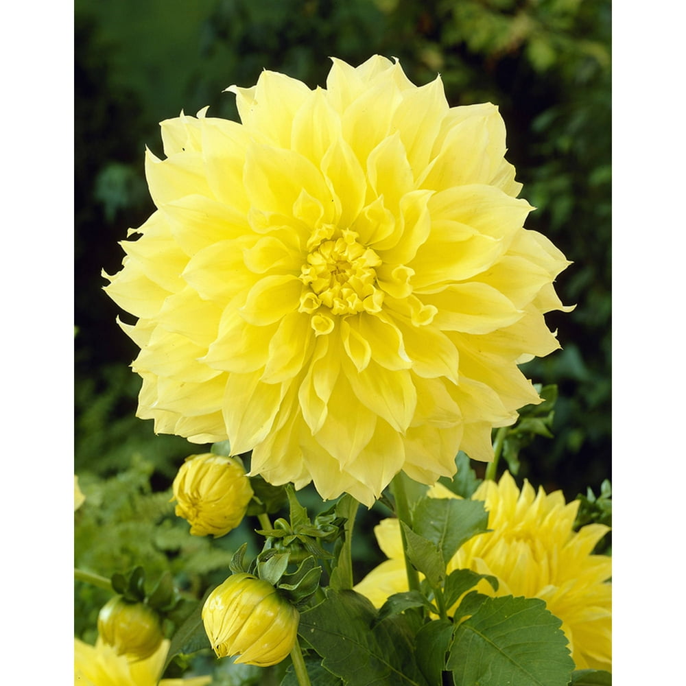 Van Zyverden Dahlias, Kelvin Floodlight, Set of 5 Bulbs - Walmart.com ... Van Zyverden Dahlias, Kelvin Floodlight, Set of 5 Bulbs - Walmart.com ...