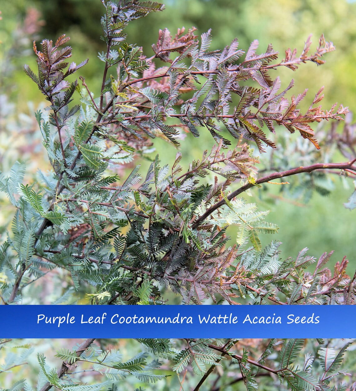 Tropical Seeds-Golden Mimosa-10 Seeds -Purple Foliage--Acacia Baileyana ...