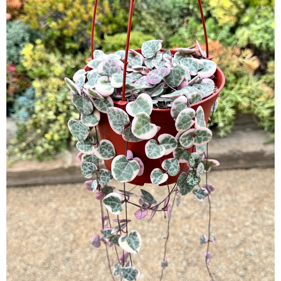 Variegated String of Heart Plant, Pink String of Heart Vine Indoor ...