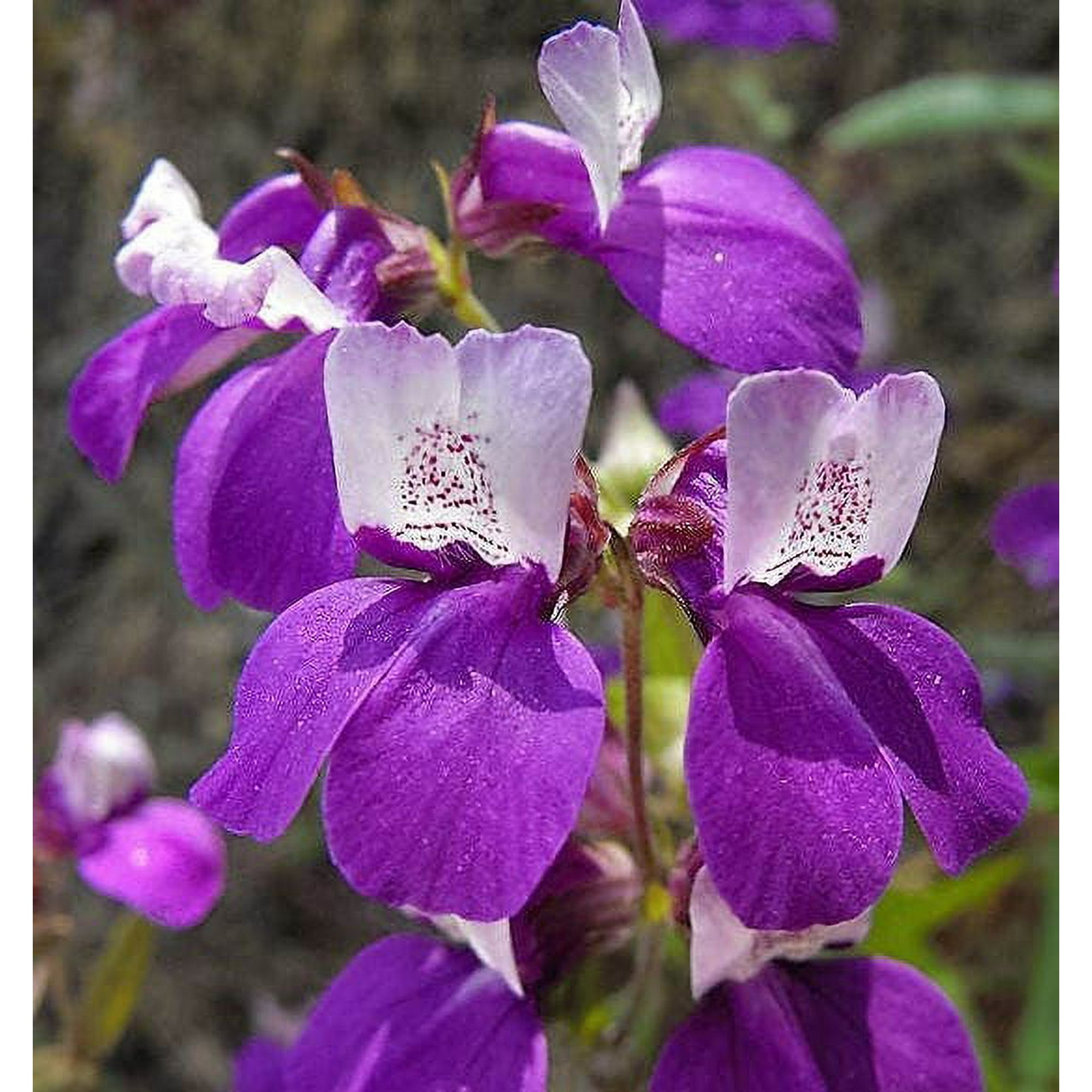 Click here for Seedville Usa 500 Chinese Houses Pagodas Collinsia... prices